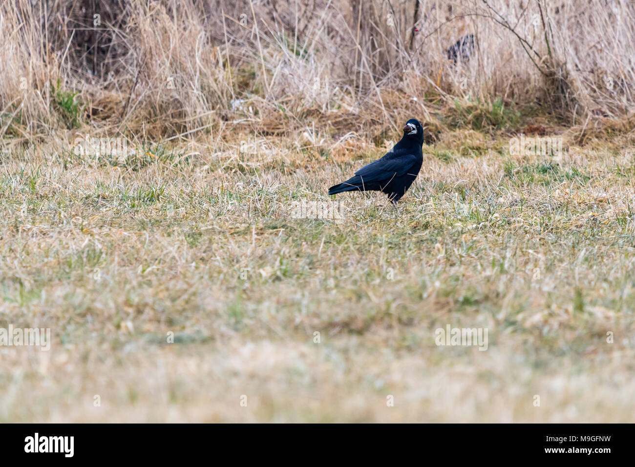 Big rook hi-res stock photography and images - Alamy
