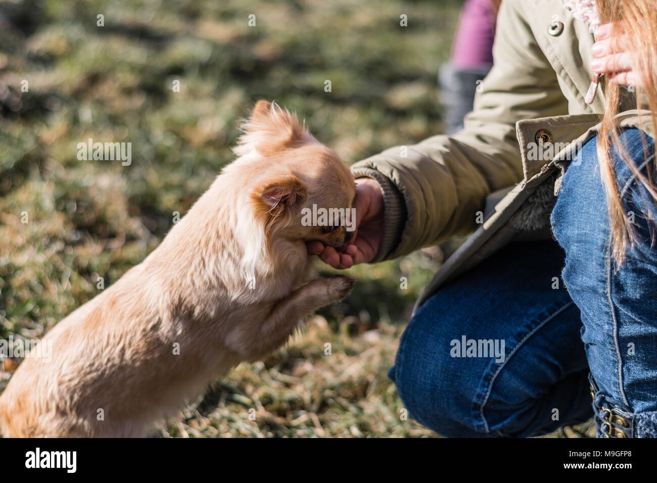 Young gril playing with her dog outside on a field. Dog is very happy ...