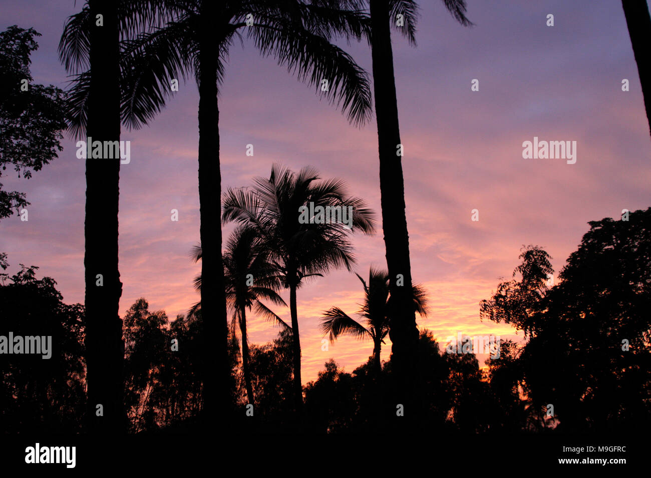Palm trees shadows hi-res stock photography and images - Alamy
