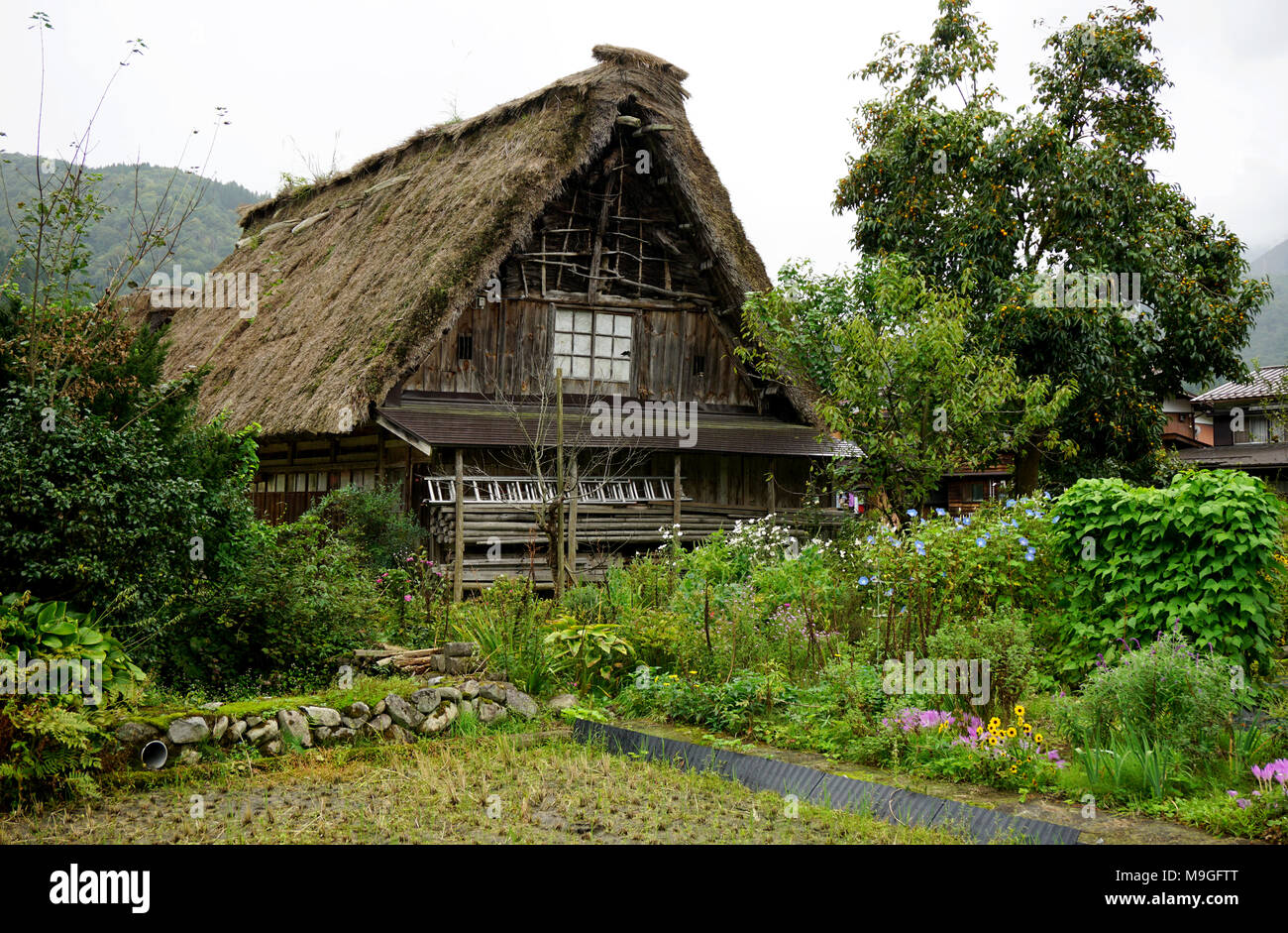 Vernacular wooden farmhouses with thatched roofs in the historic ...