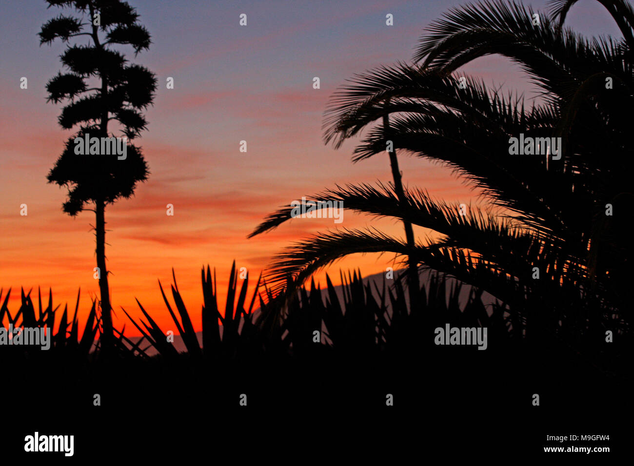 Shadows of palm trees hi-res stock photography and images - Alamy