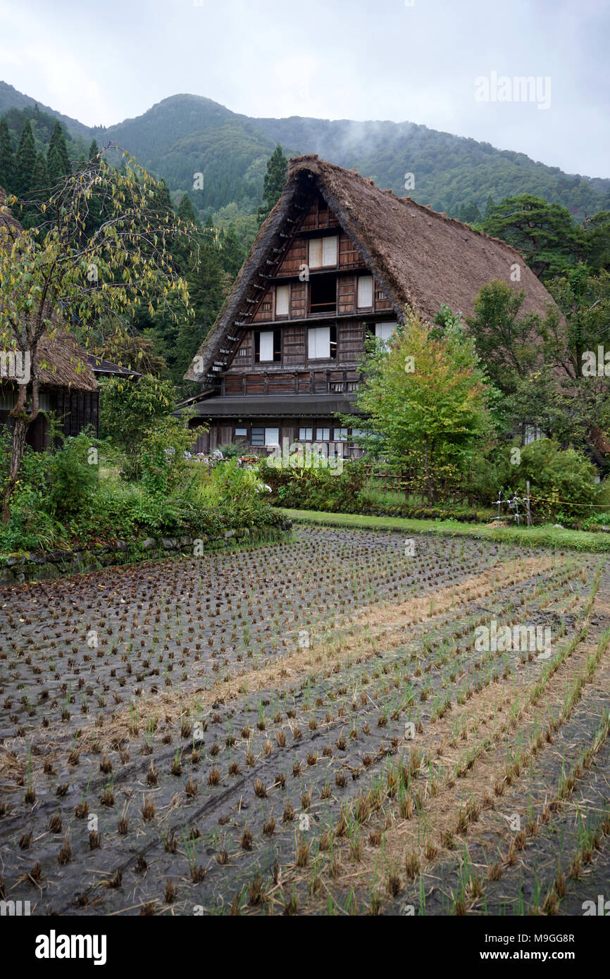 Vernacular wooden farmhouses with thatched roofs in the historic ...