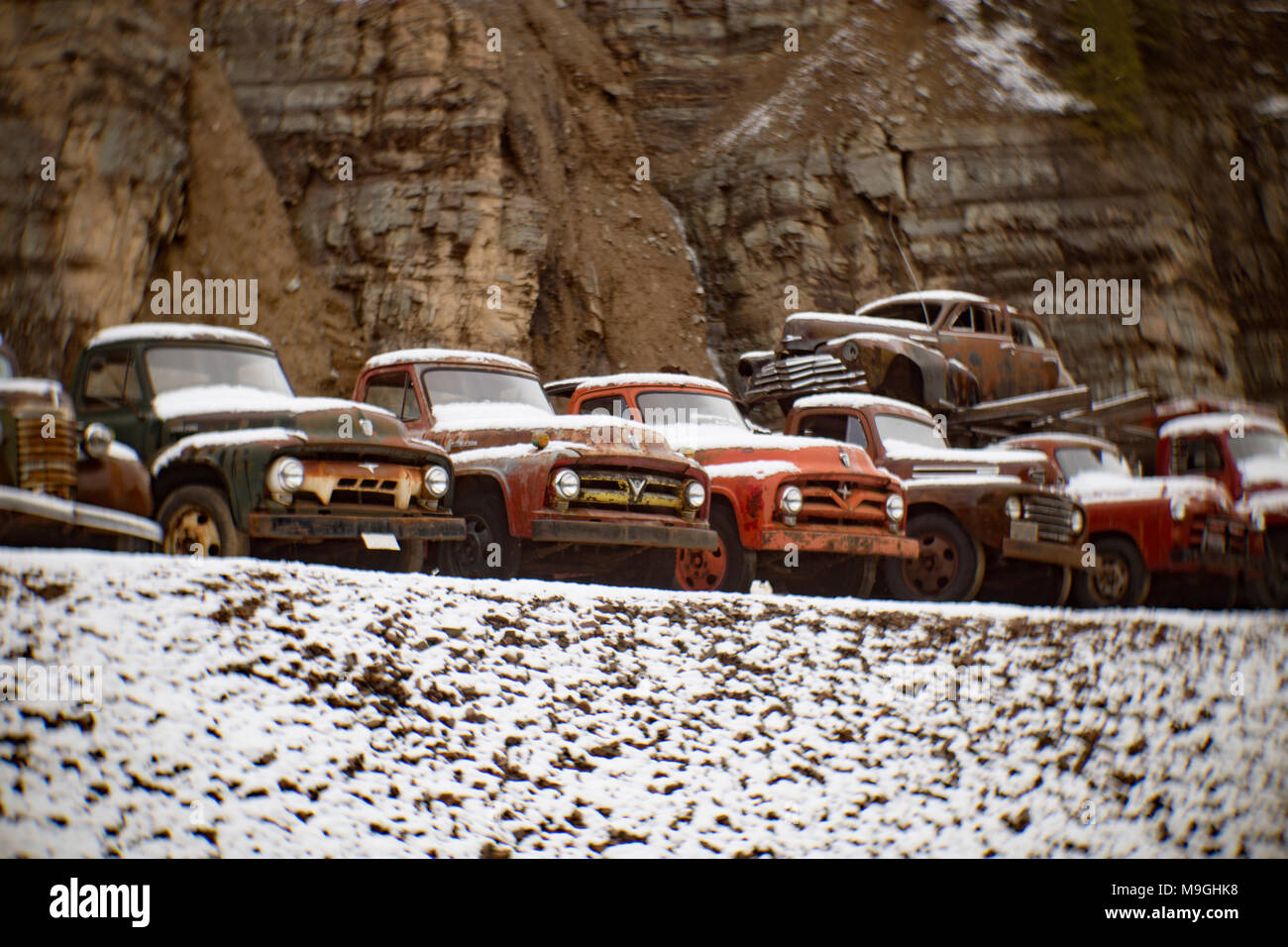 A row of old Ford pickup trucks from the 1940s and 1950s, in an old ...