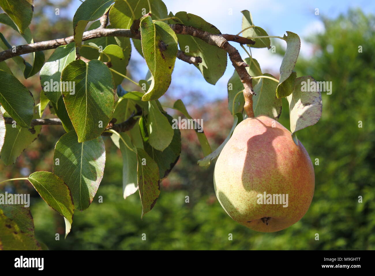 Partridge in a pear tree hi-res stock photography and images - Alamy