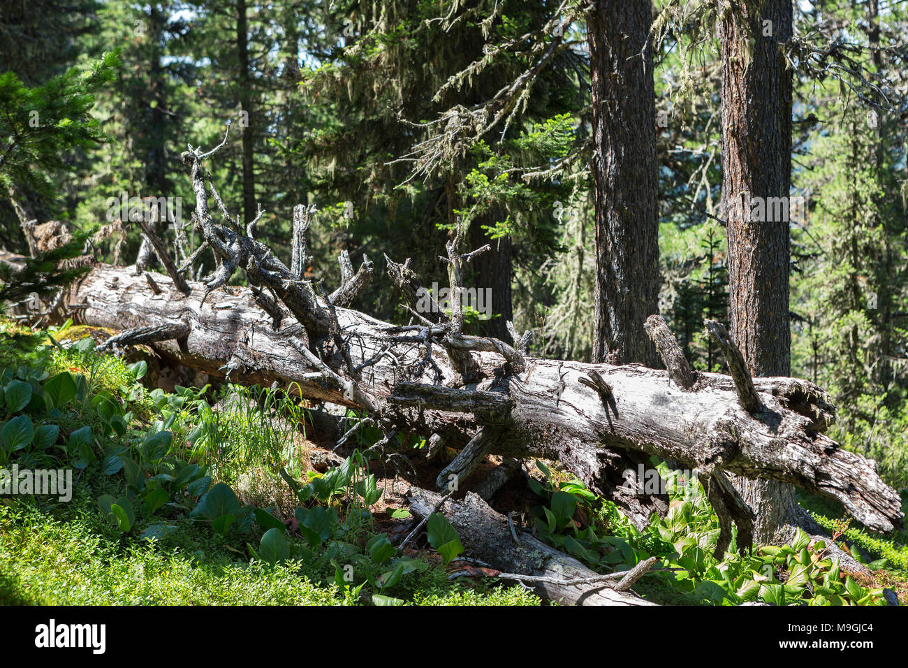 Old dry broken trees lay in coniferous forest. Altai Krai Stock Photo ...