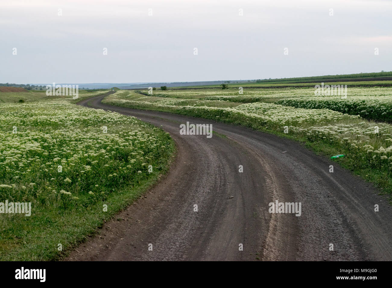 A field of flowers with a road in the middle Stock Photo - Alamy