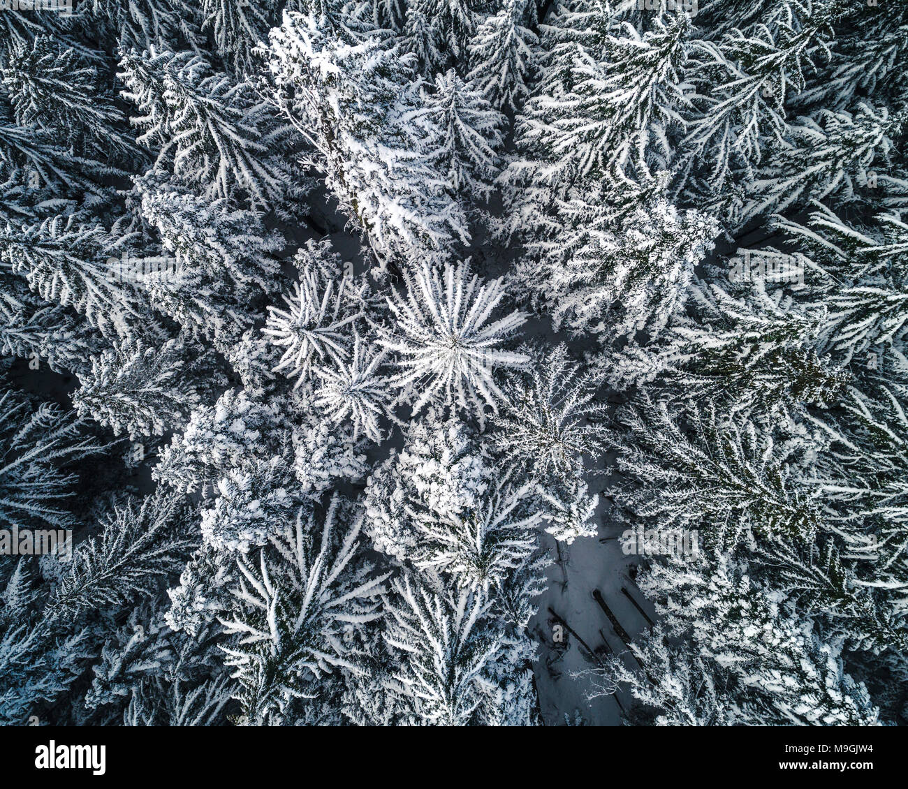 Forest top view drone angle covered in winter snow texture background ...
