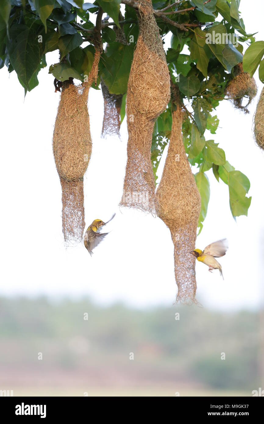 weaver birds on kerala Stock Photo - Alamy