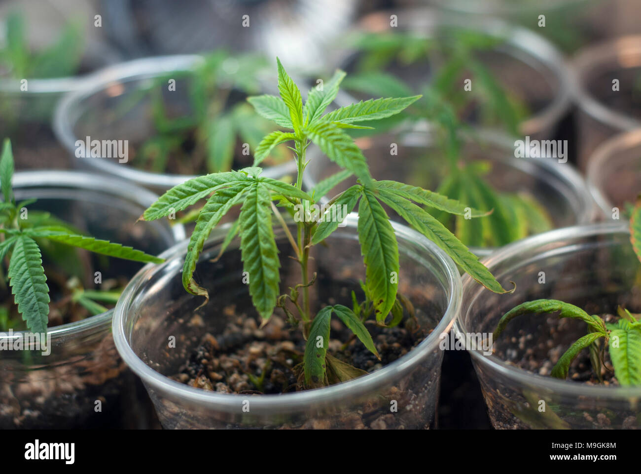 Cuttings plant hi-res stock photography and images - Alamy