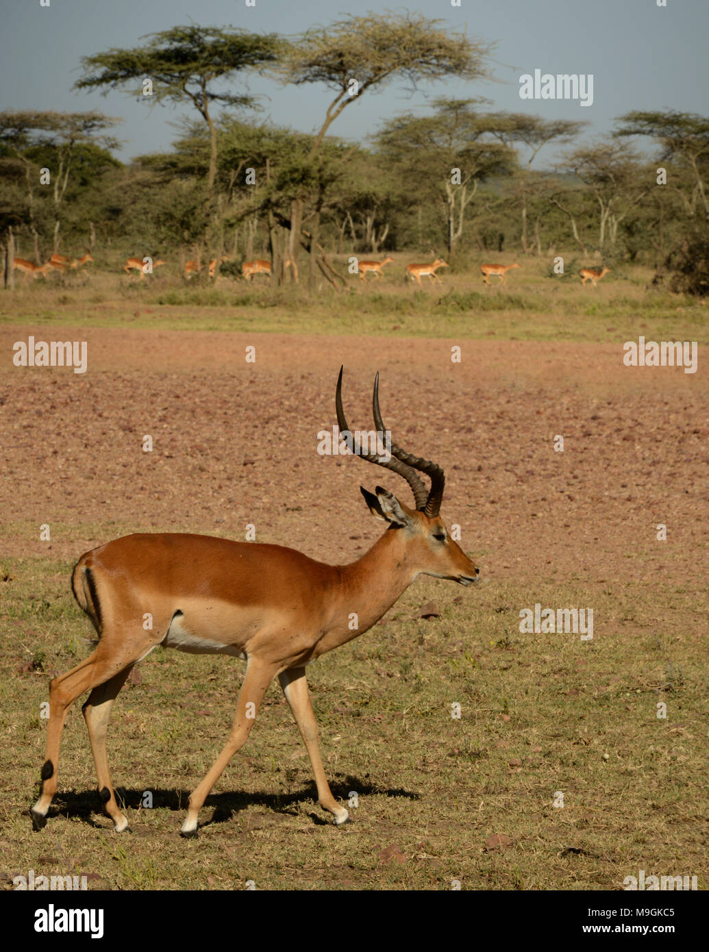 Zebra and impala hi-res stock photography and images - Alamy