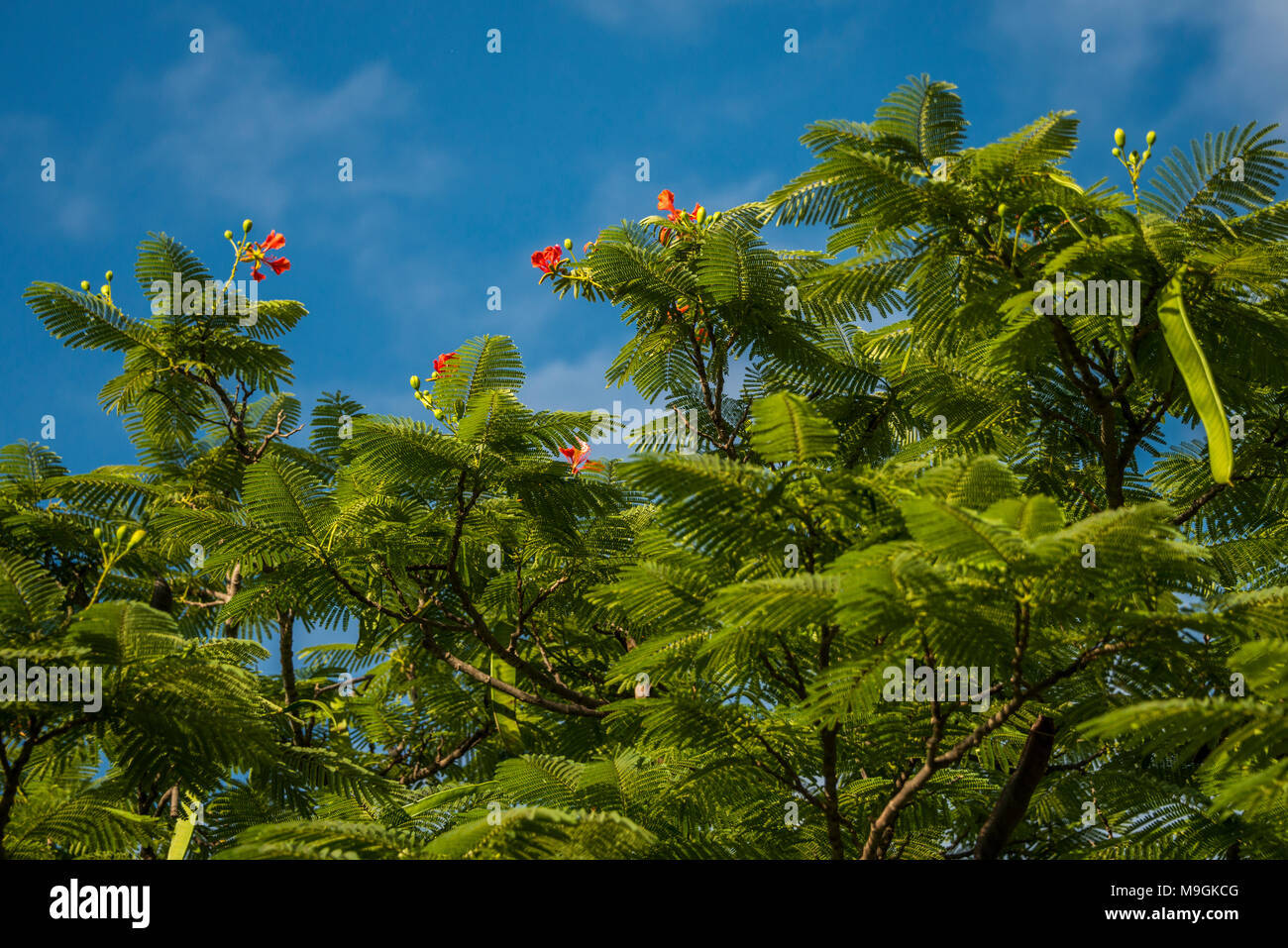A view to the tops of a group of African Flame Trees with blue sky ...