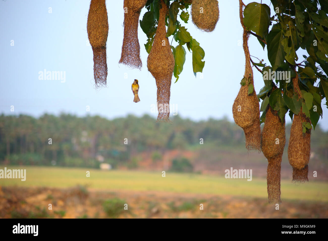 Wever hi-res stock photography and images - Alamy