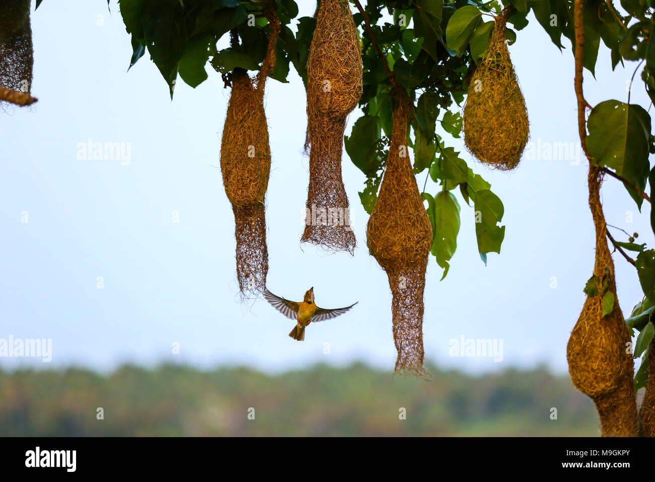 Bird flying cage hi-res stock photography and images - Alamy