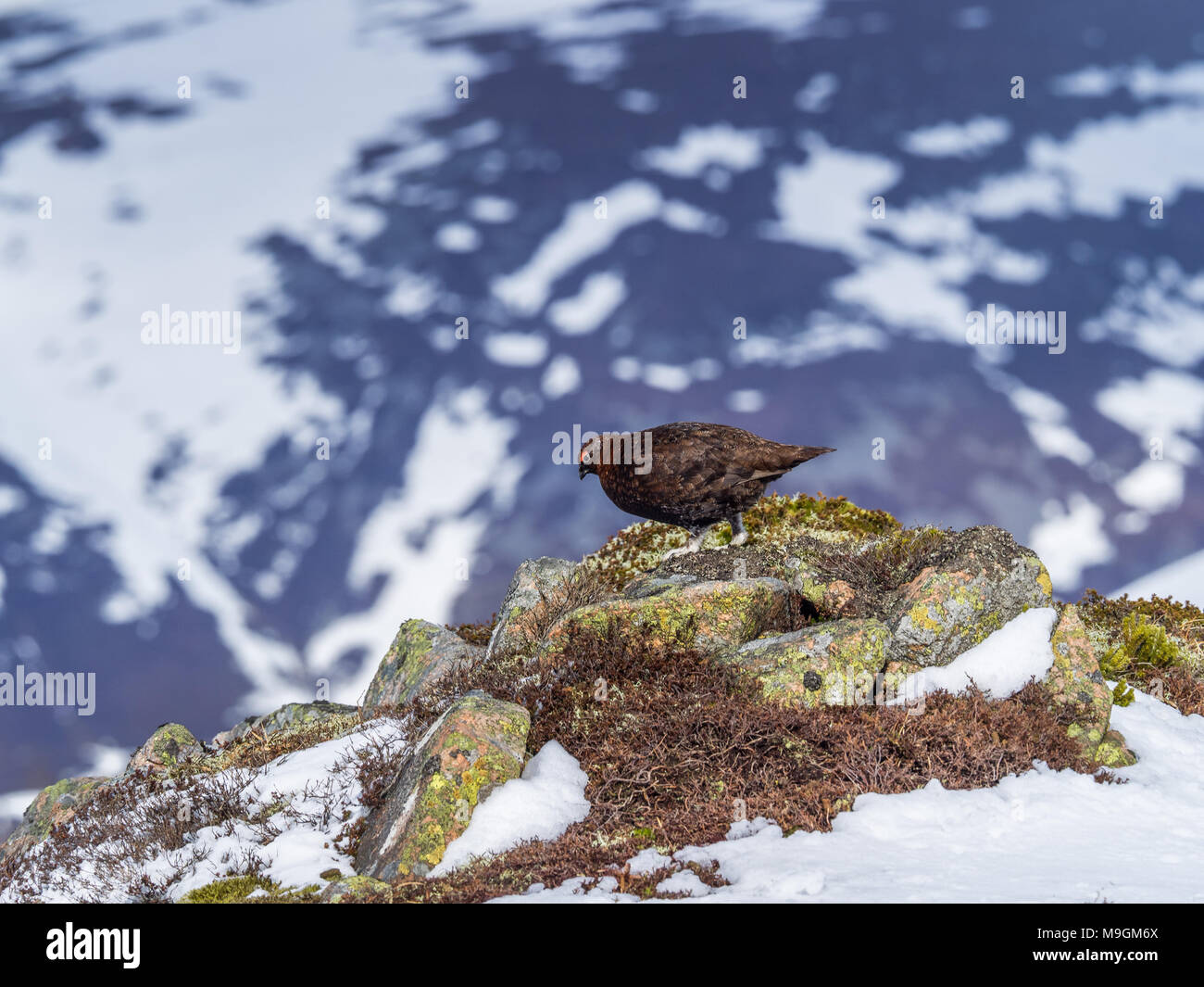 Birds of the scottish mountains hi-res stock photography and images - Alamy