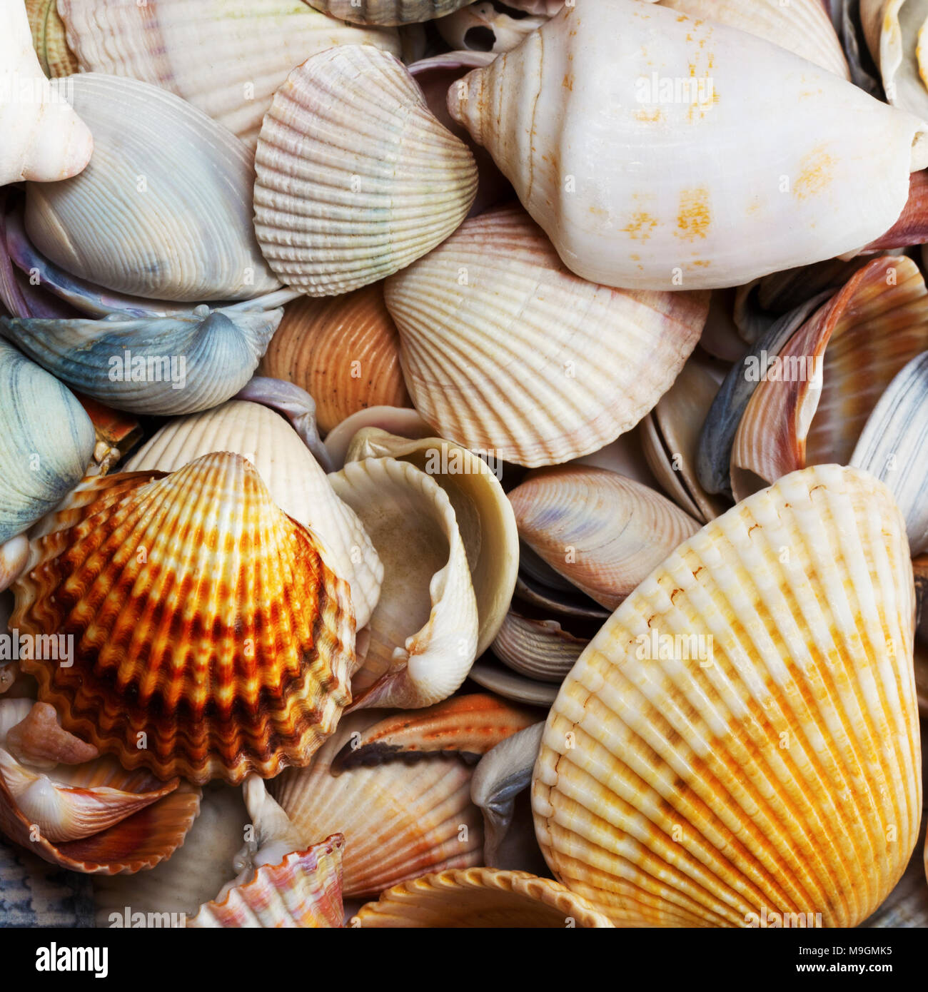 Variety of seashells scattered hi-res stock photography and images - Alamy