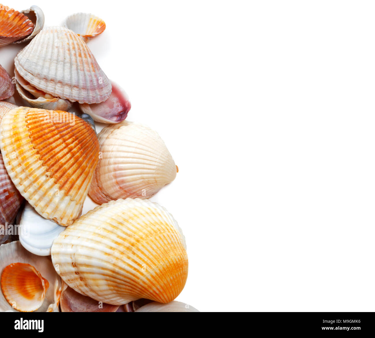 Multicolor seashells isolated on white background with copyspace Stock ...