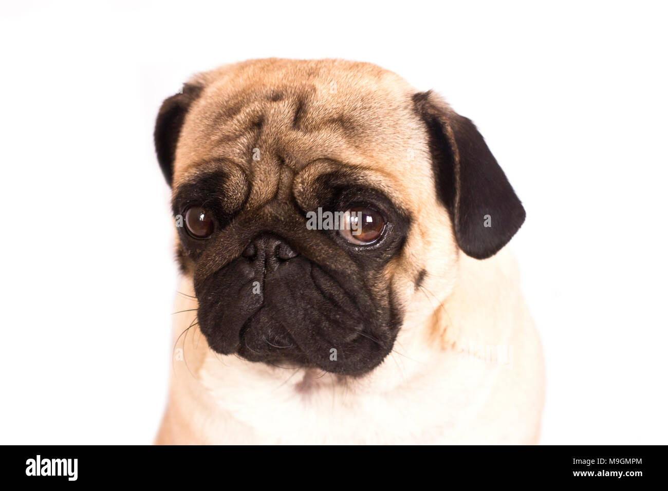 Crying pug dog hi-res stock photography and images - Alamy