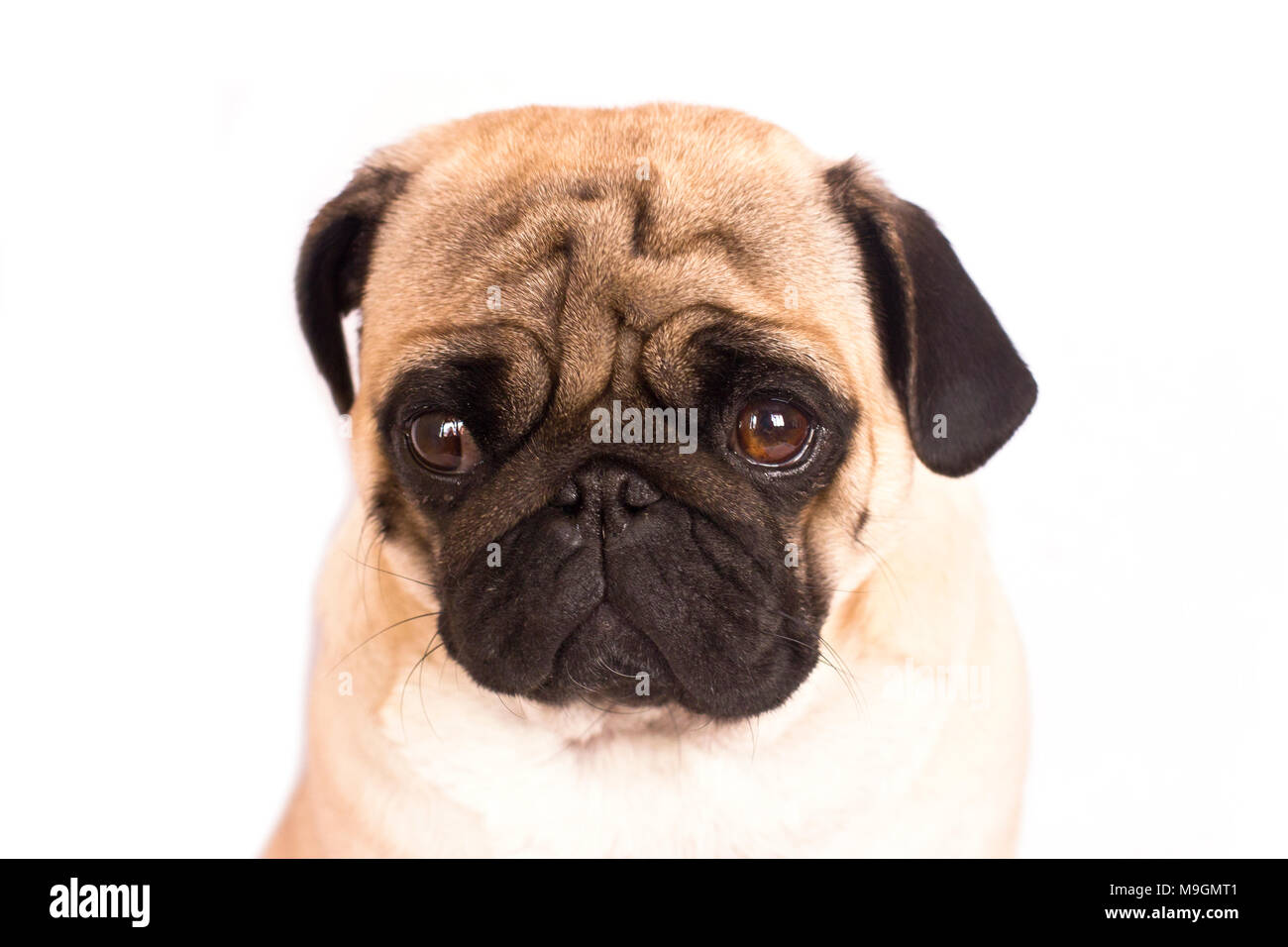 Crying pug dog hi-res stock photography and images - Alamy
