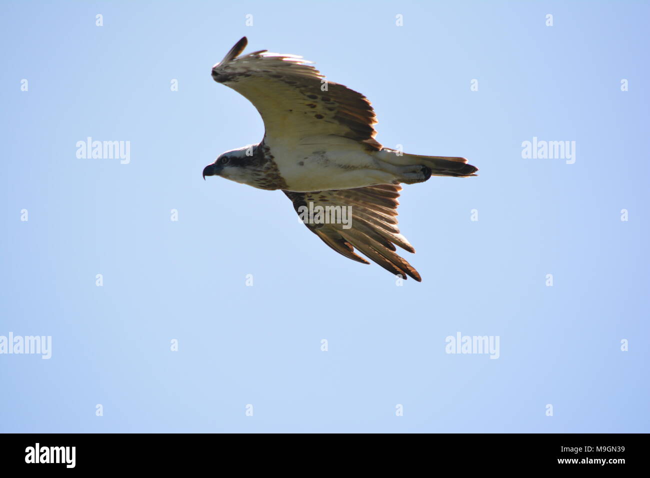 Eastern Osprey in flight Stock Photo - Alamy