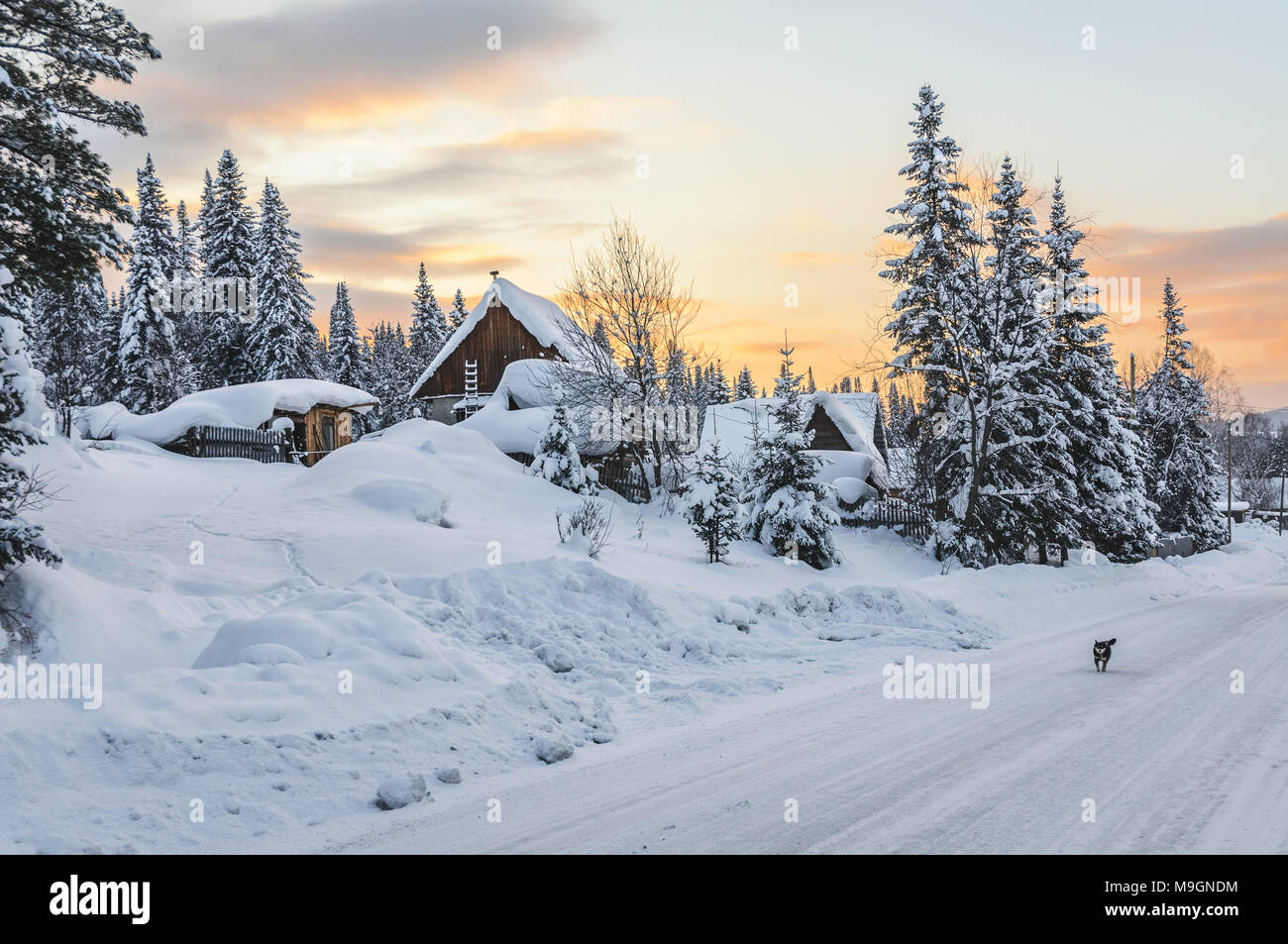 Siberian village in winter at sunset, at houses near the forest, no ...