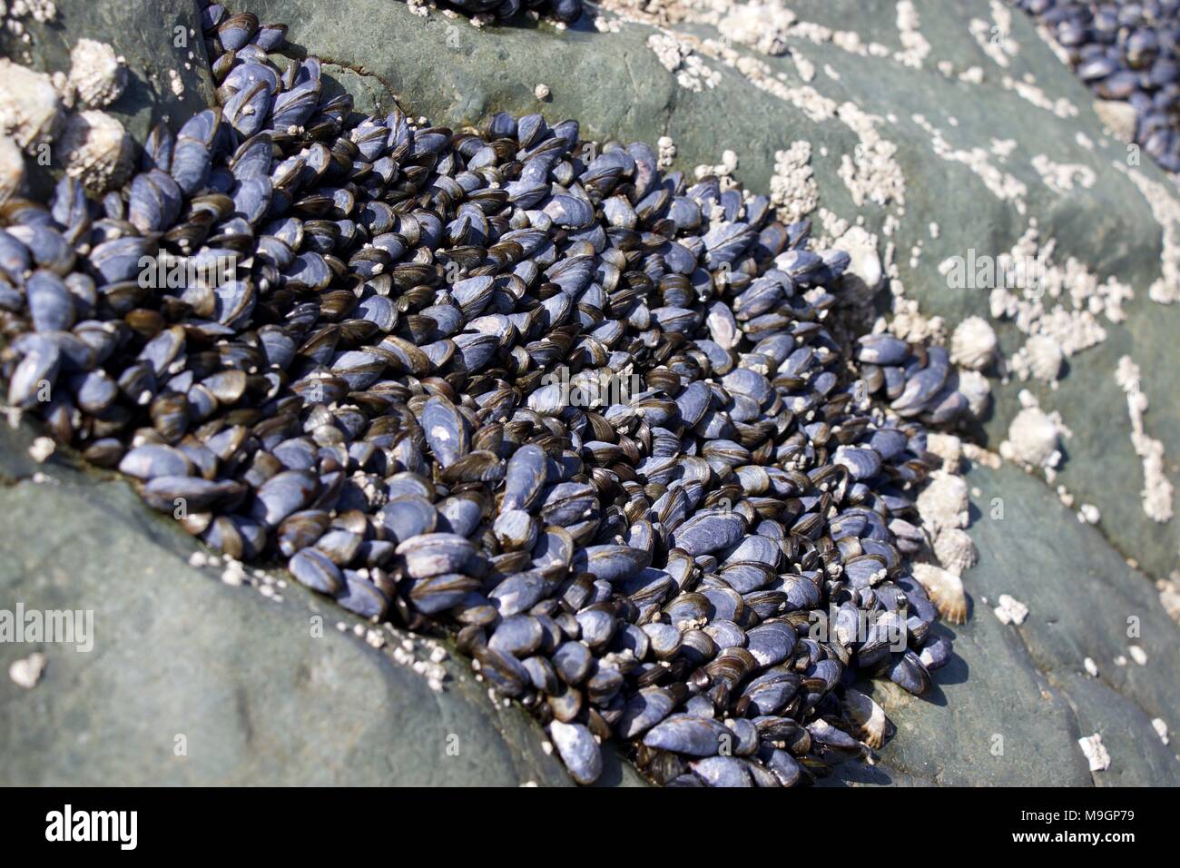 Shellfish growing on rocks hi-res stock photography and images - Alamy