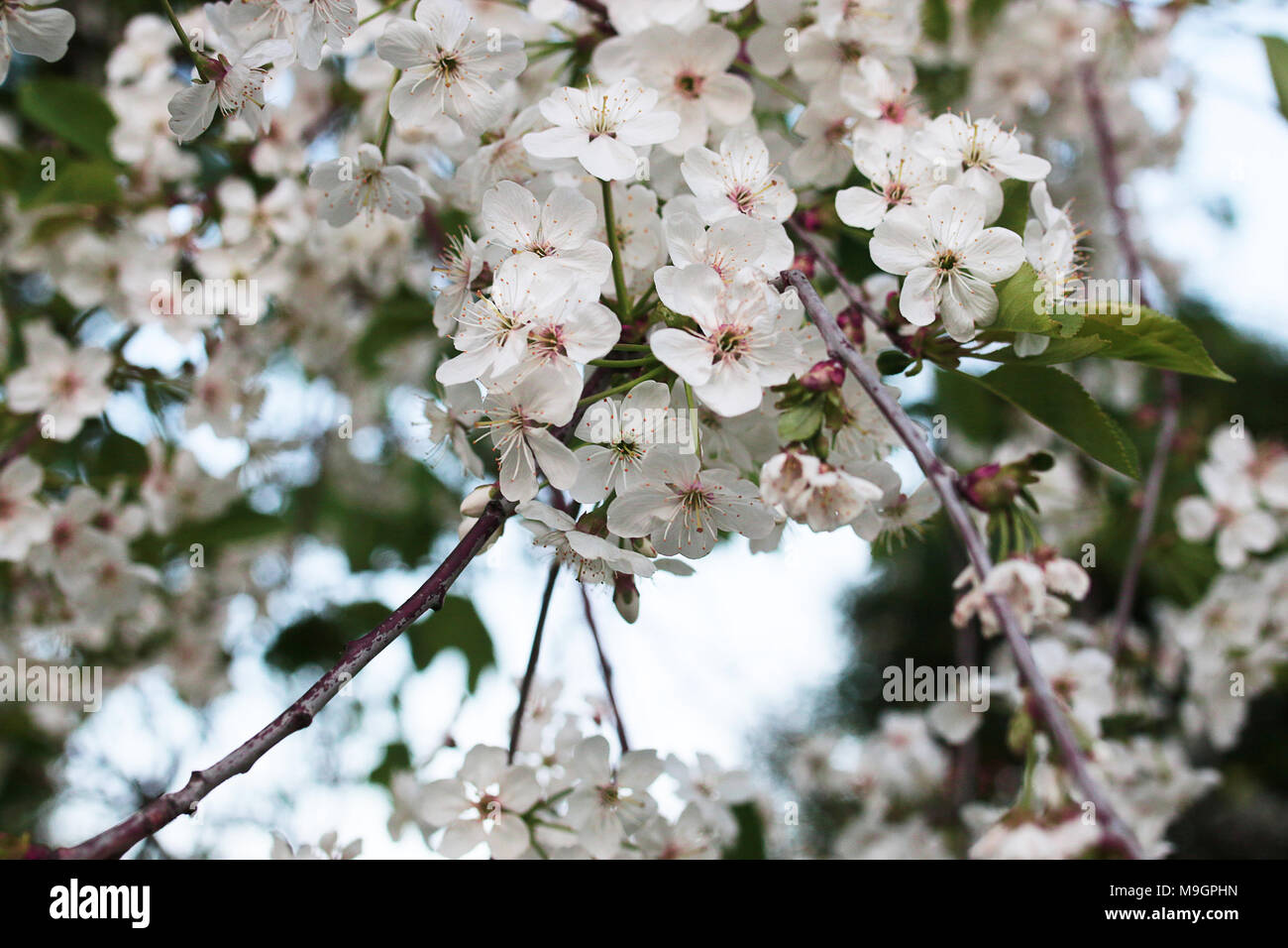 flowering apple tree with bright white flowers Stock Photo - Alamy
