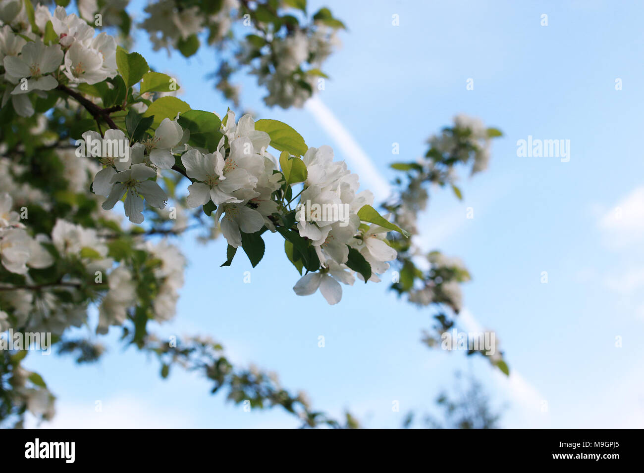 flowering apple tree with bright white flowers Stock Photo - Alamy