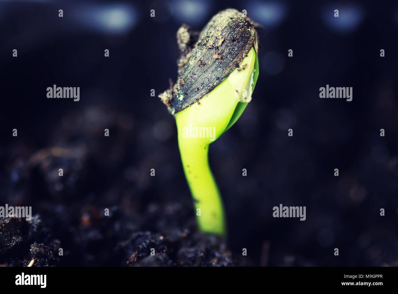 box with small sprout from seeds Stock Photo - Alamy