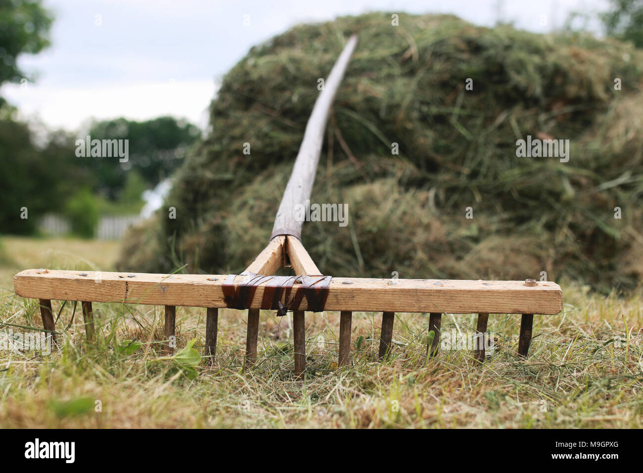 Cleaning with a rake on a farm Stock Photo - Alamy