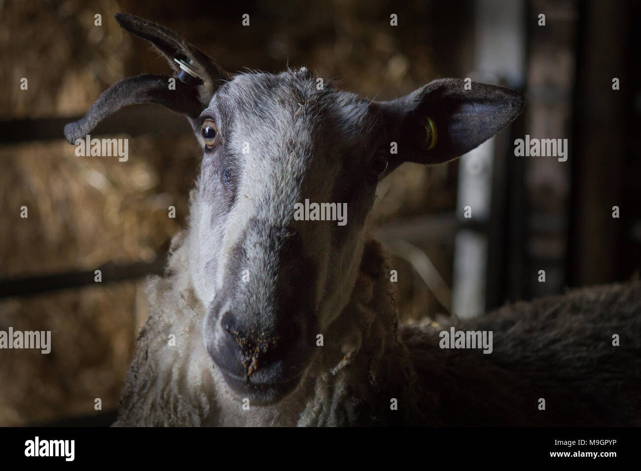 portrait of a Leicester ram Stock Photo - Alamy