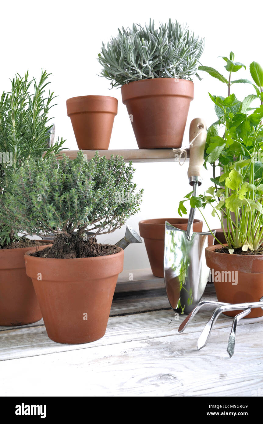 various herbs aromatic in pot on white wooden table with gardening ...