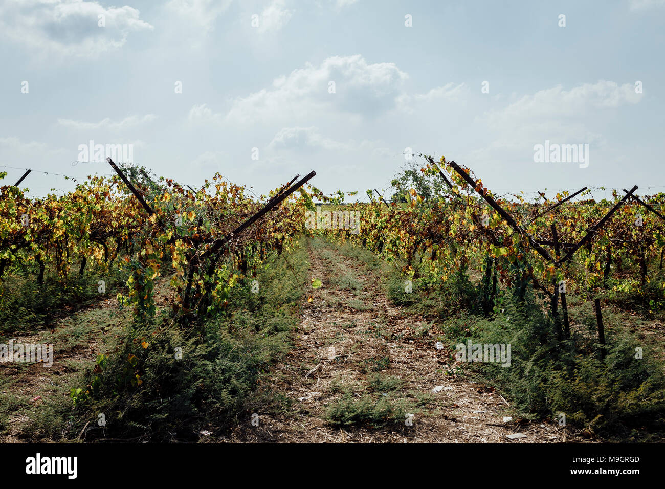 grape fields, vineyard Stock Photo - Alamy