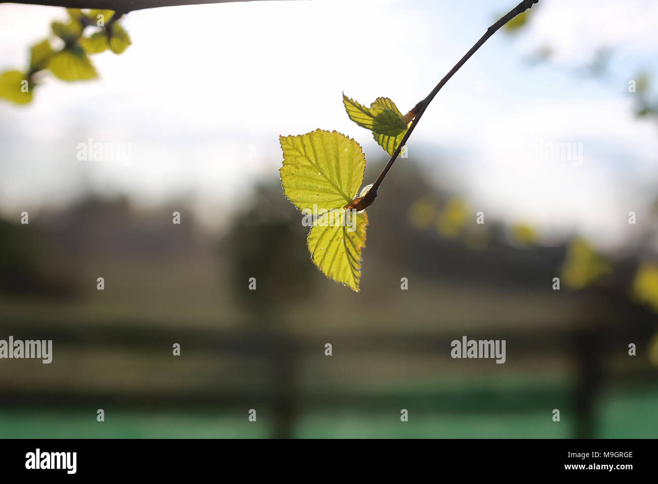 fresh spring leaves on a tree Stock Photo - Alamy