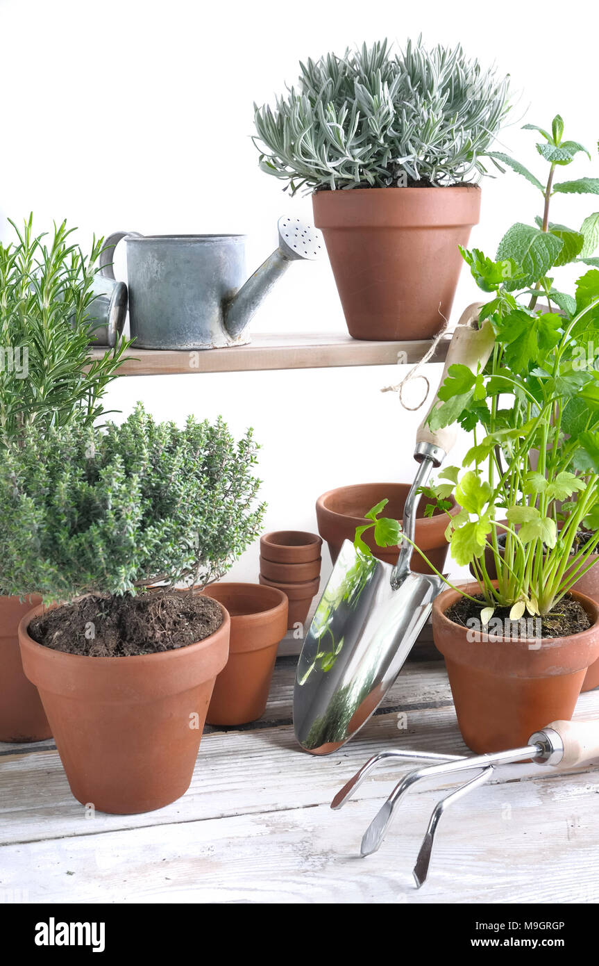 various herbs aromatic in pot on white wooden table with gardening ...