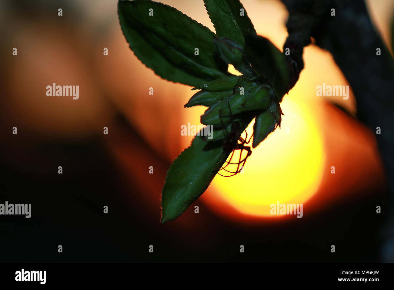 fresh spring leaves on a tree Stock Photo - Alamy