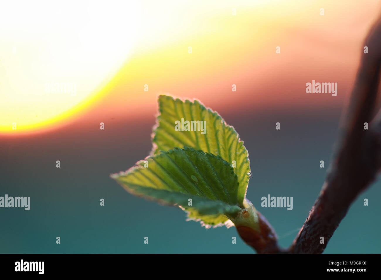 fresh spring leaves on a tree Stock Photo - Alamy