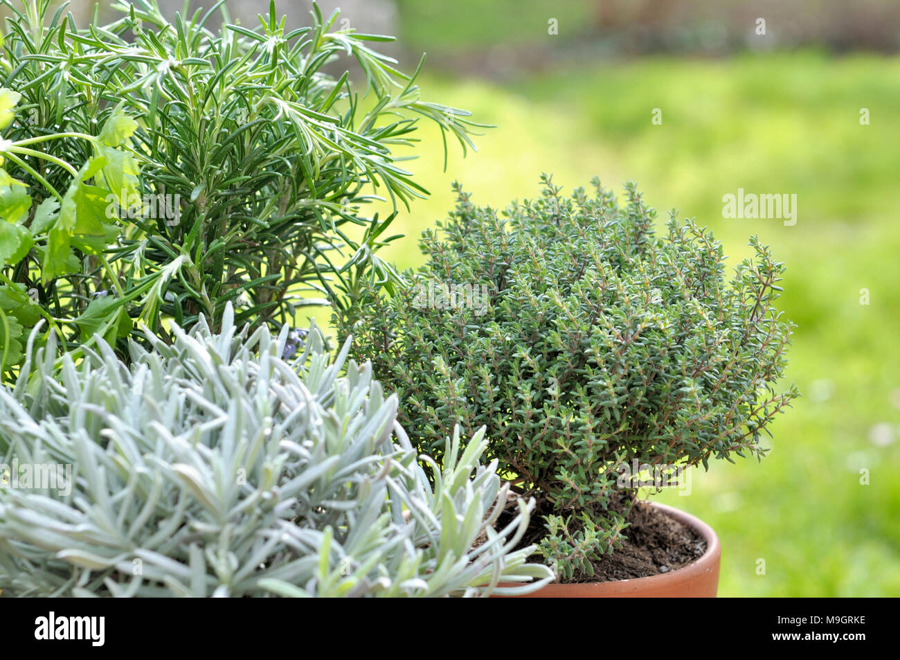 Herb pot sage thyme hi-res stock photography and images - Alamy