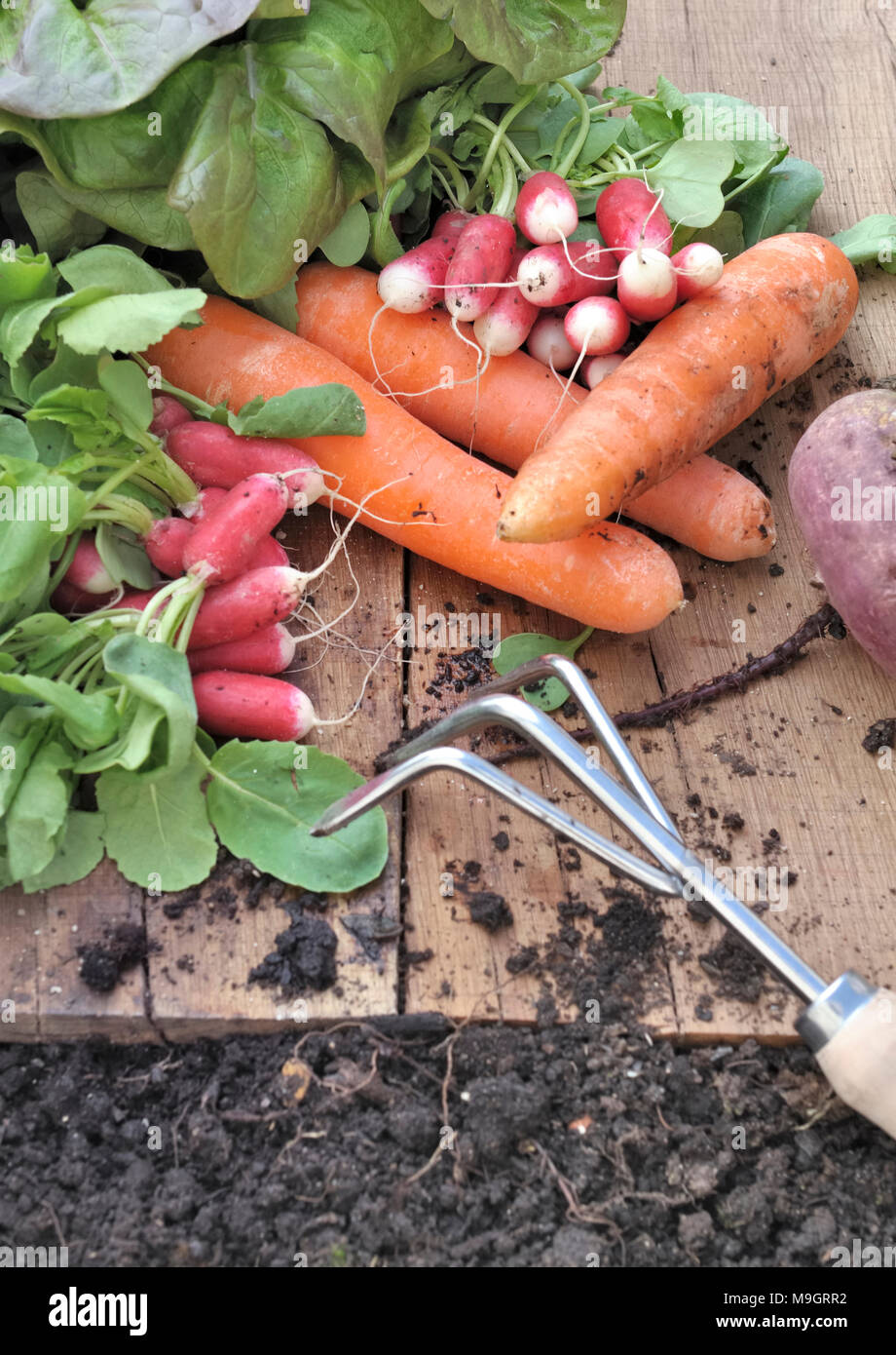 Plank radish hi-res stock photography and images - Alamy
