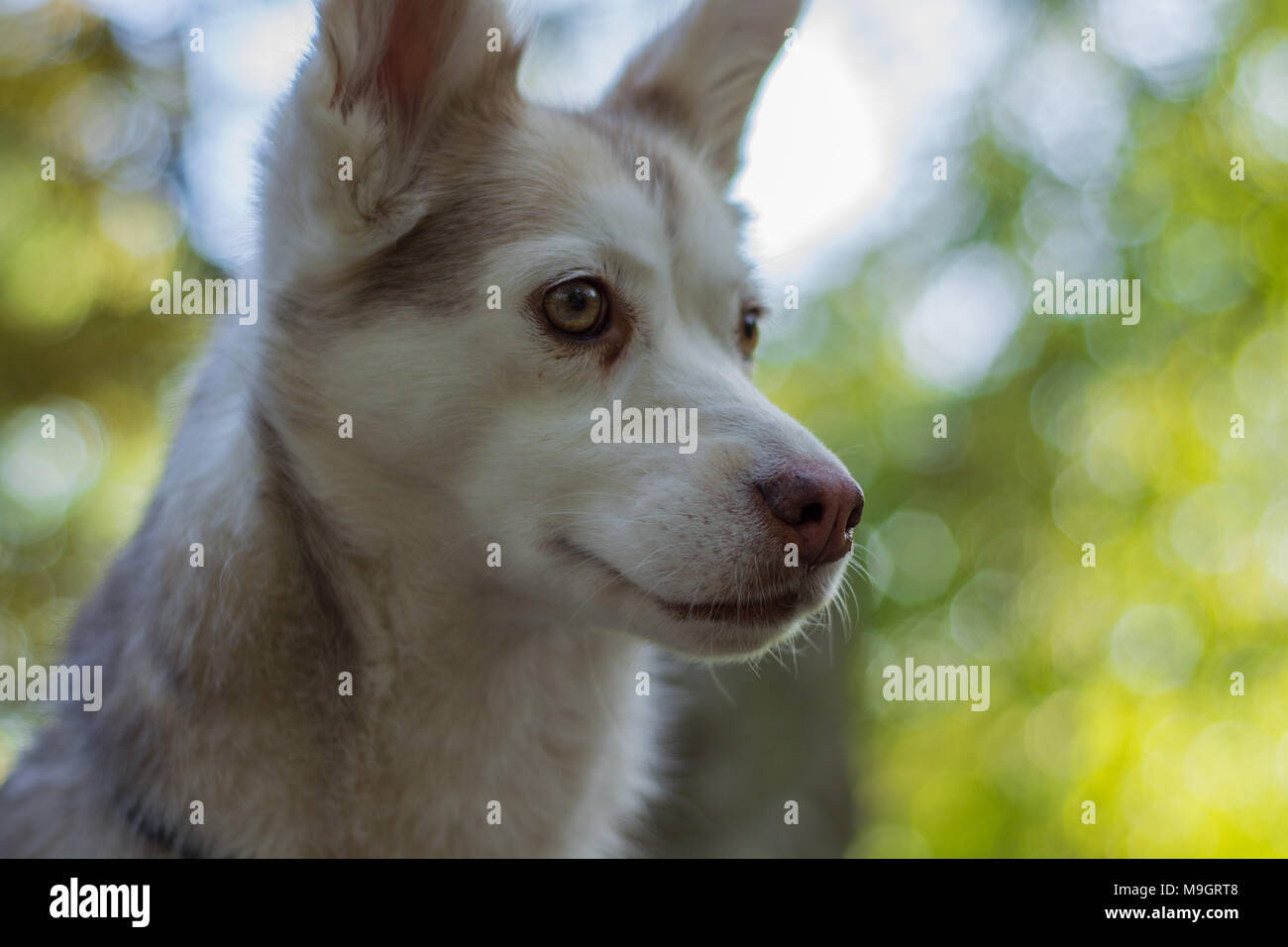 Curious husky dog in the park portrait Stock Photo - Alamy