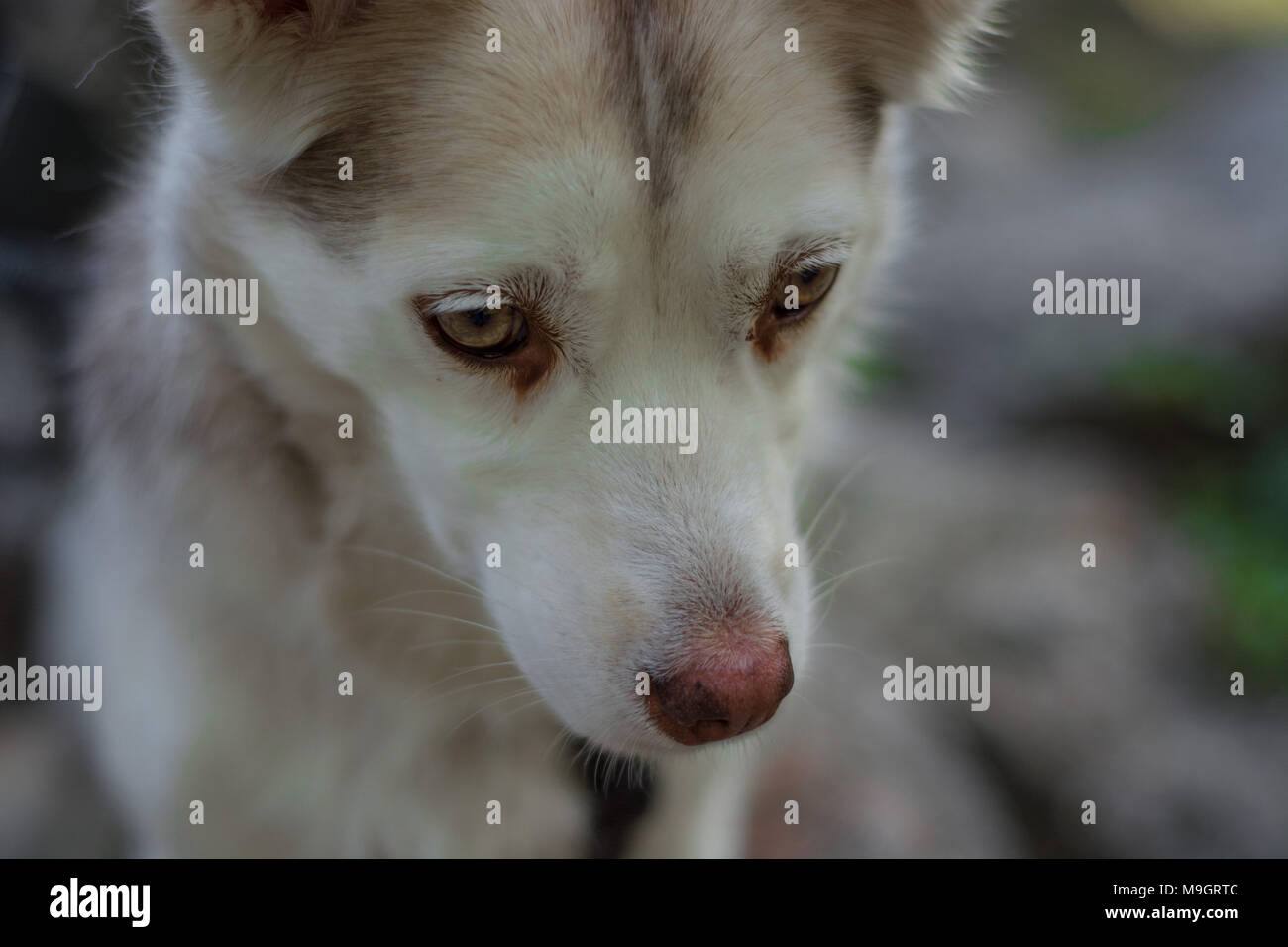 Sad Puppy Dog Eyes Husky