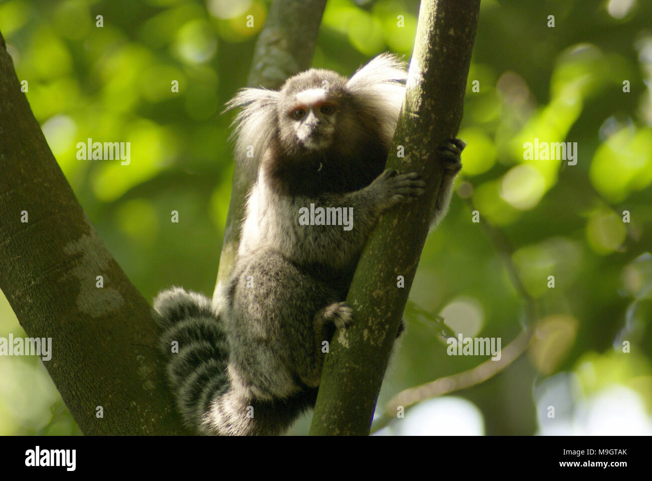 Animal, monkey, Sagui, soim, capuchin monkey, Bread Sugar, City, Rio de ...