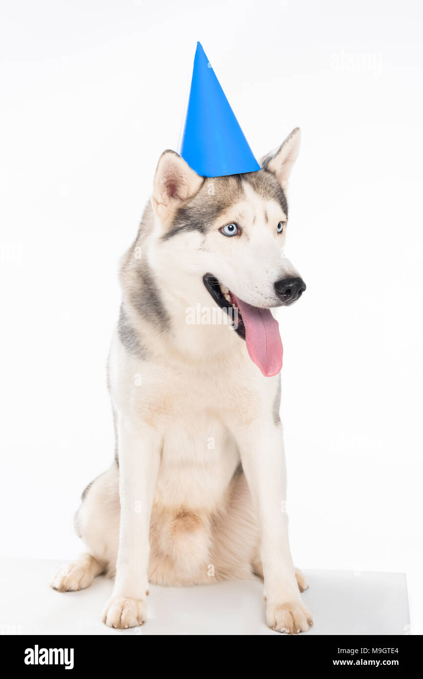 White Husky Birthday