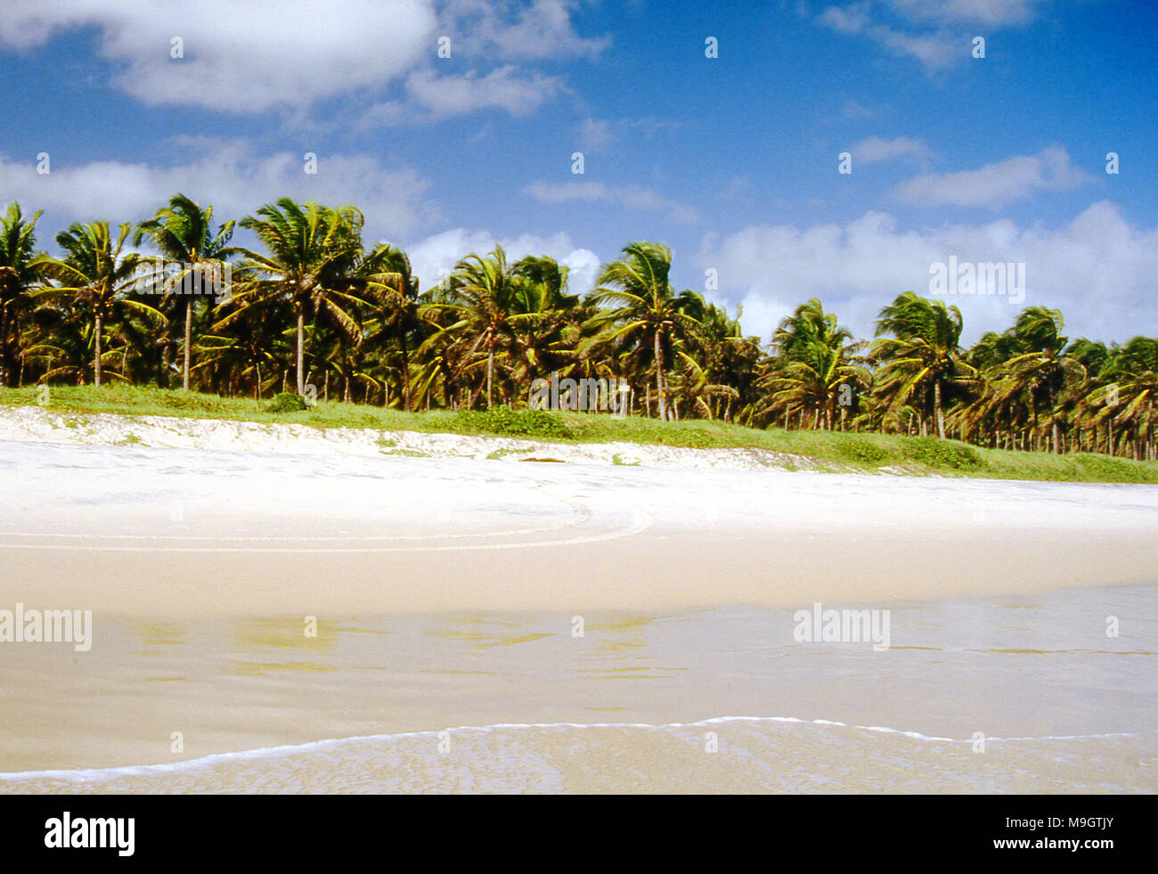 Beach, coconut trees, Brazil Stock Photo - Alamy