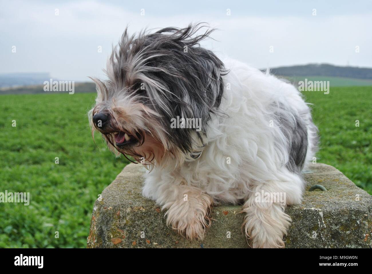 Maltijack hi-res stock photography and images - Alamy