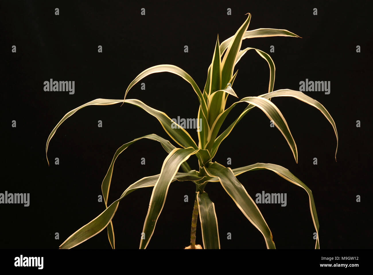 Dracena brazil hi-res stock photography and images - Alamy