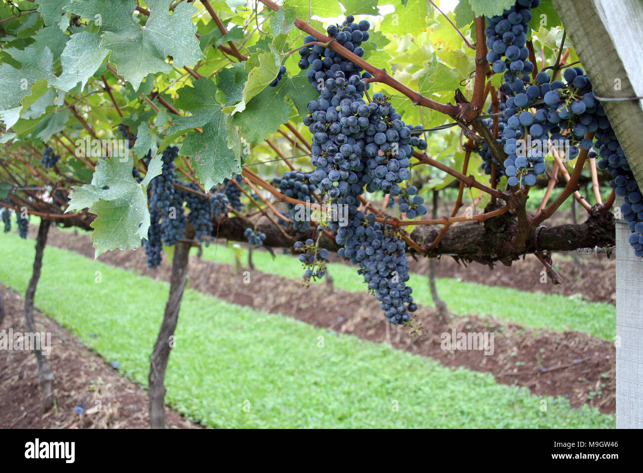 Brazil Grape Vine High Resolution Stock Photography and Images - Alamy