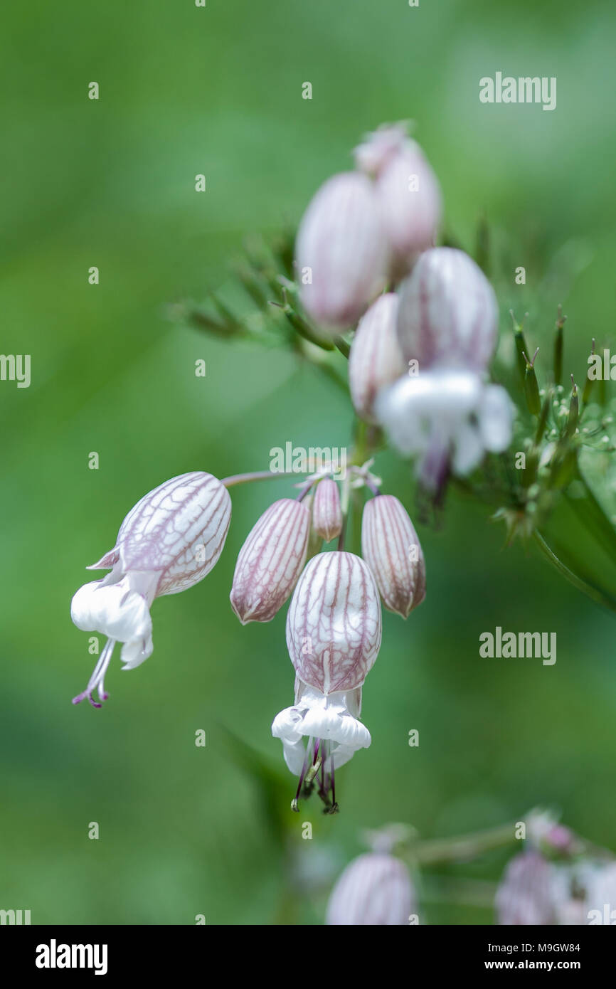 Bladder Campion (Silene vulgaris Stock Photo - Alamy