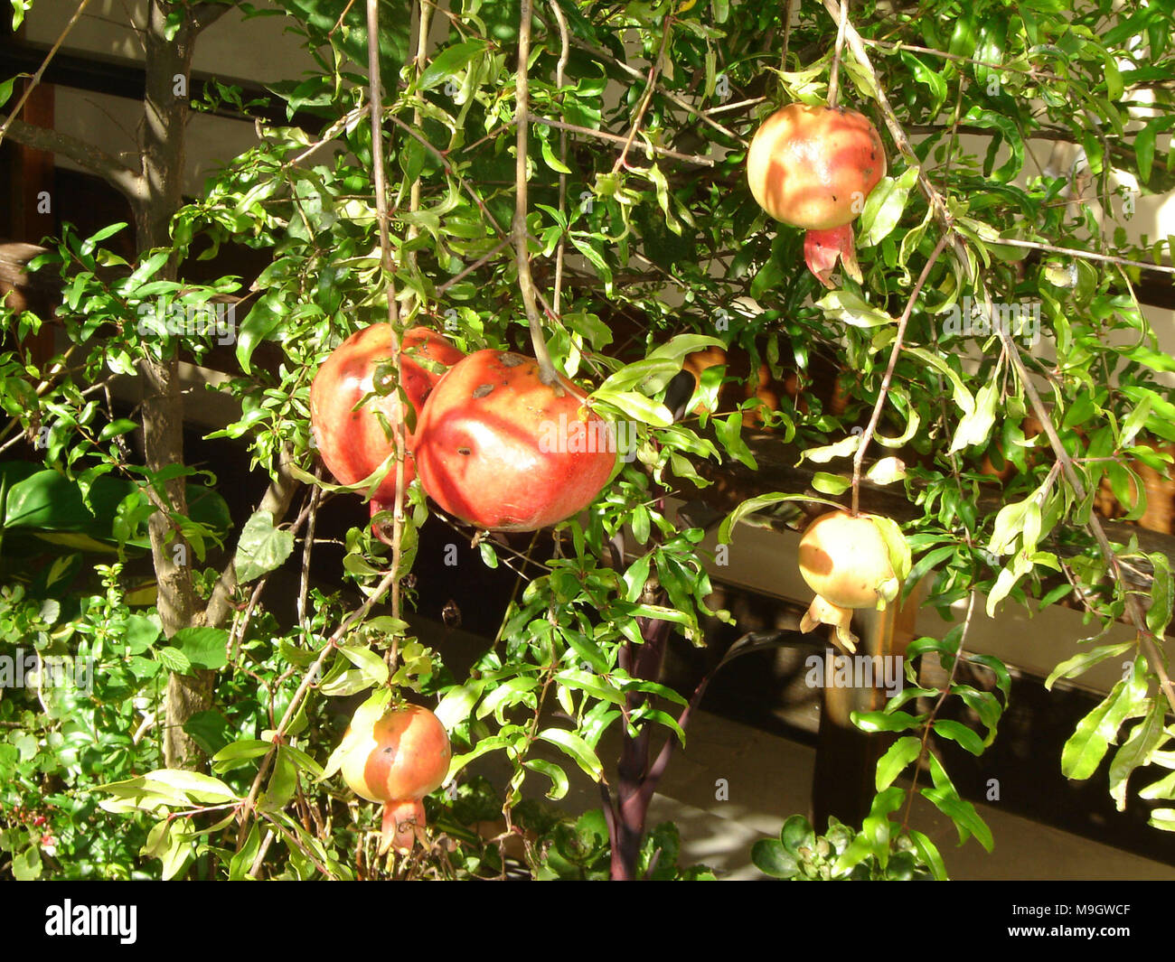 Pomegranate tree fruits detail pomegranate hi-res stock photography and ...