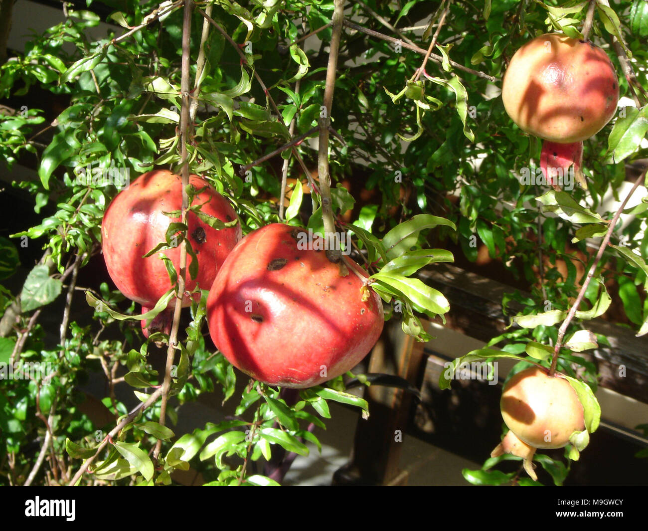 Pomegranate tree fruits detail pomegranate hi-res stock photography and ...
