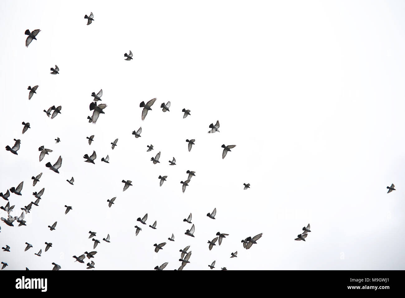 A flock of pigeons flies across the sky. Birds fly against the s Stock ...